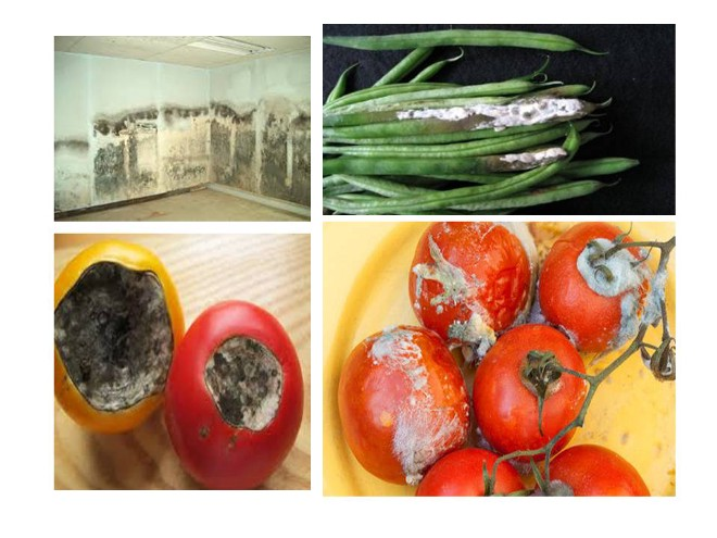 Three types of hazards that cause foodborne illness. | Food Safety Genie