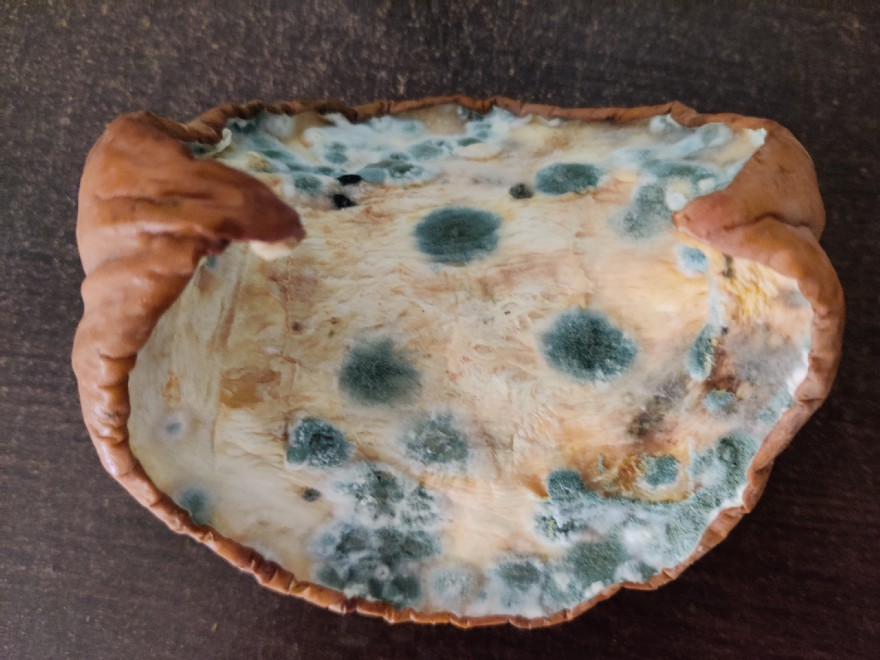 8 Common types of Mold found at home. | Food Safety Genie