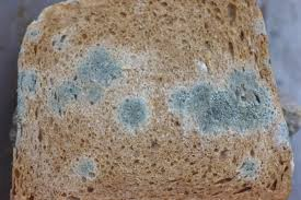 8 Common types of Mold found at home. | Food Safety Genie